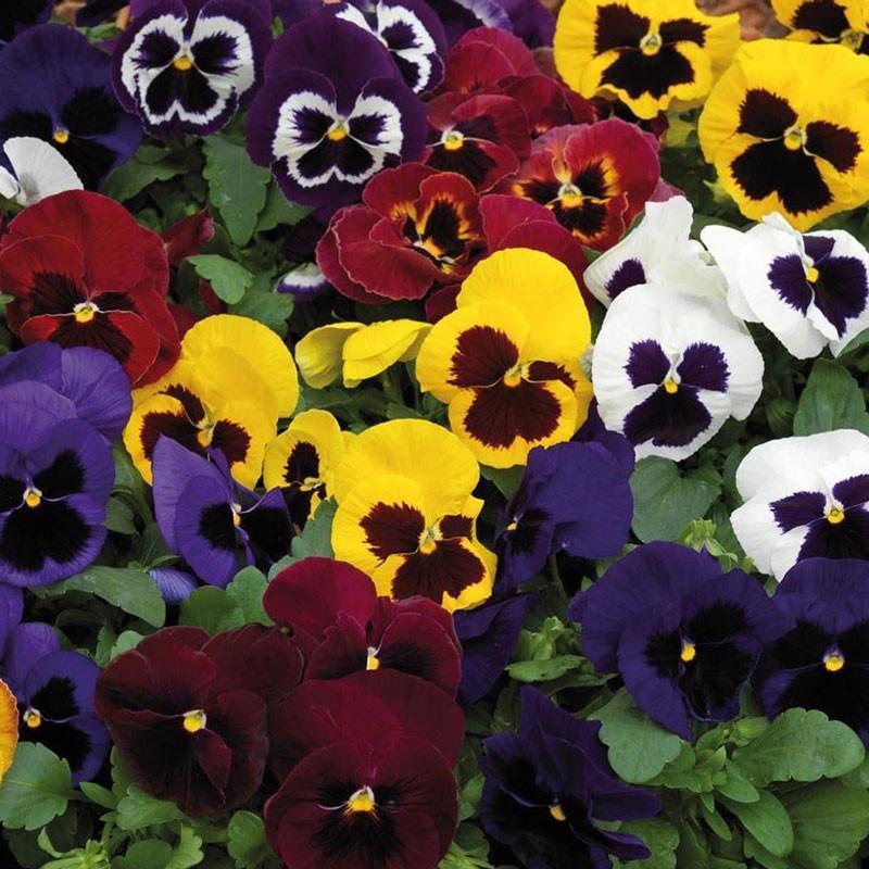 Pensées dans votre jardinerie Loisiflor à Bonny sur Loire 45
